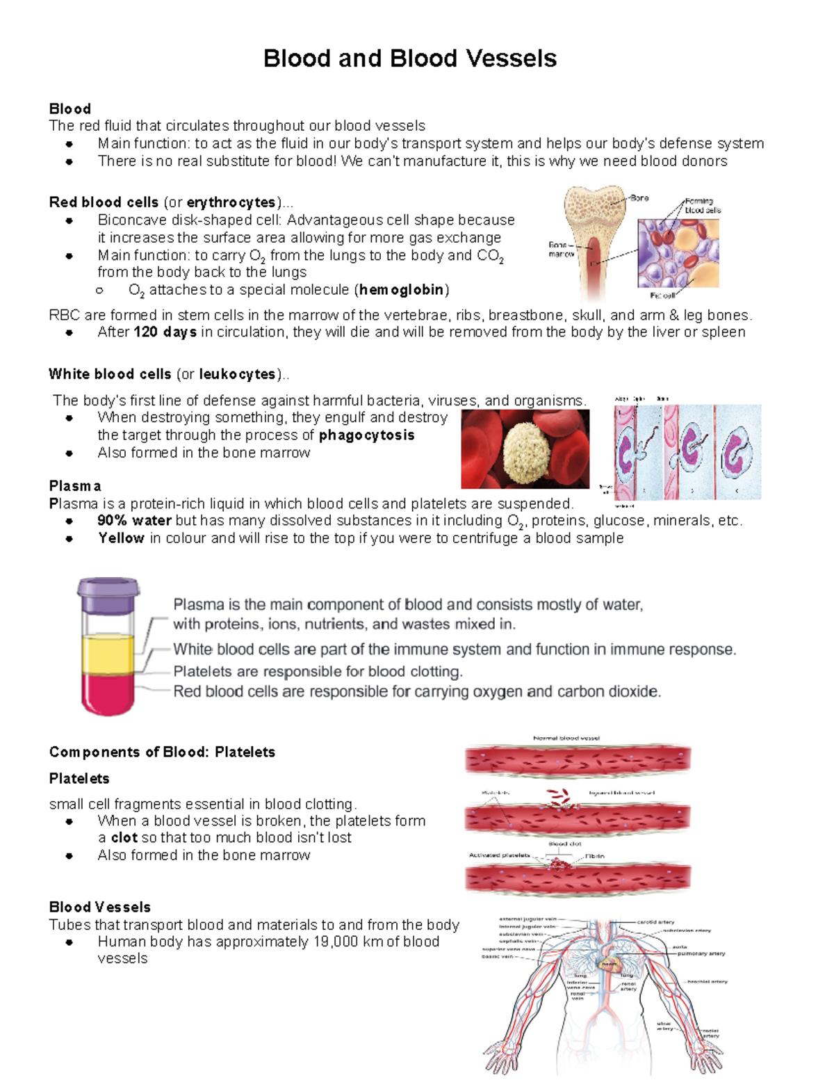Blood and Blood Vessels - Blood and Blood Vessels Blood The red fluid ...