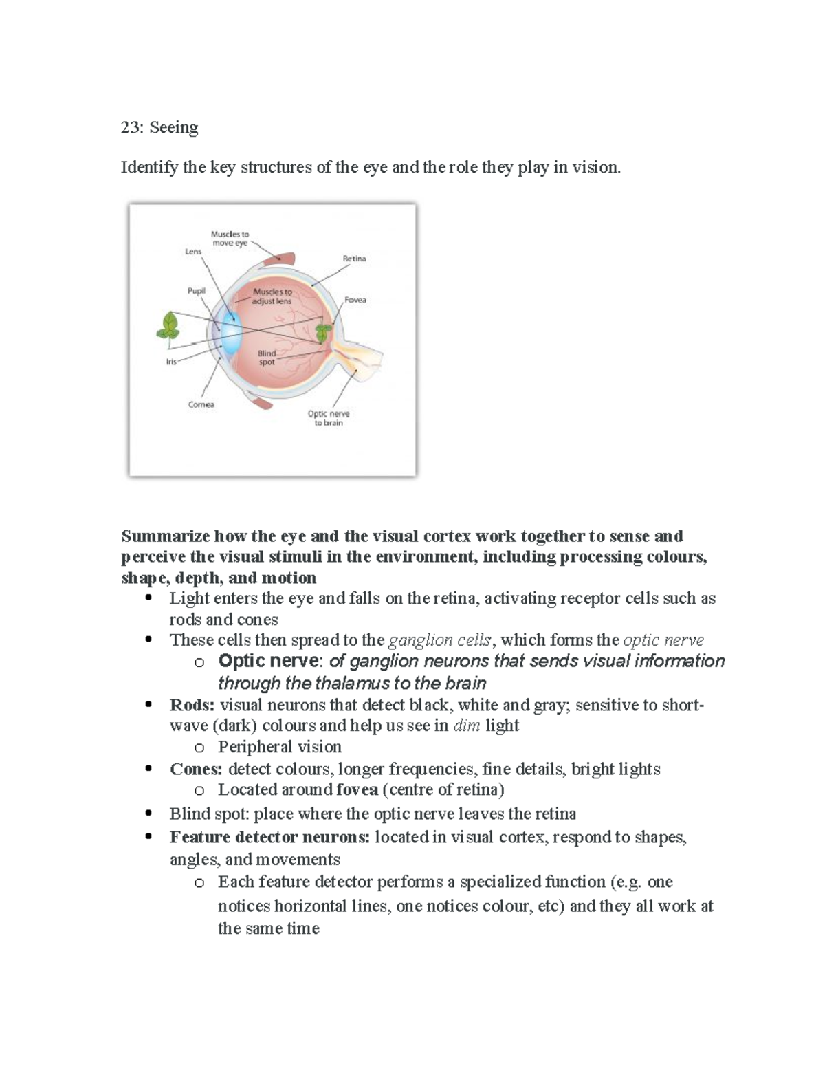 Module 23 learning Objectives - 23: Seeing Identify the key structures ...
