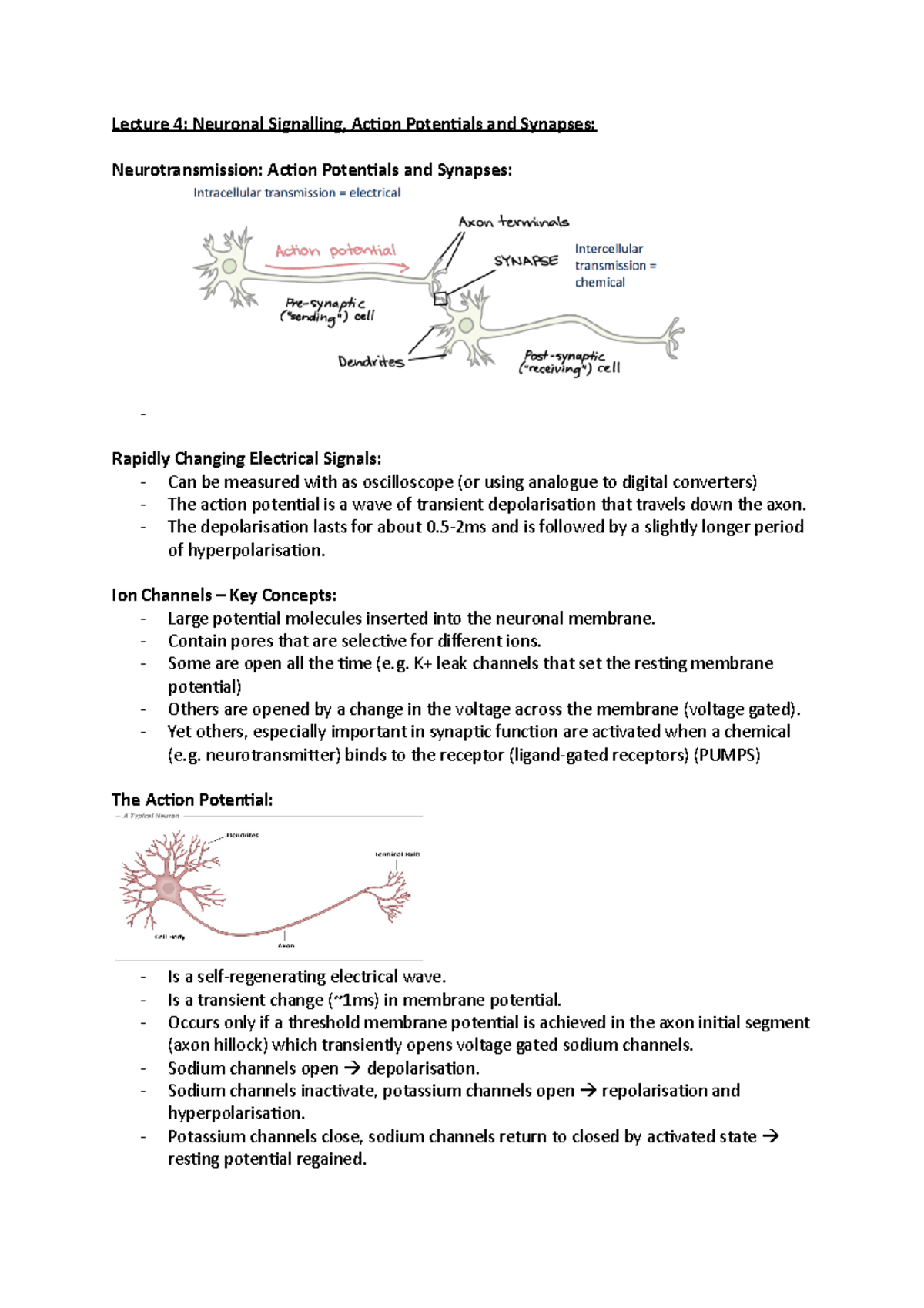 Lecture 4 Neuronal Signalling Action Potentials And Synapses Lecture 4 Neuronal Signalling