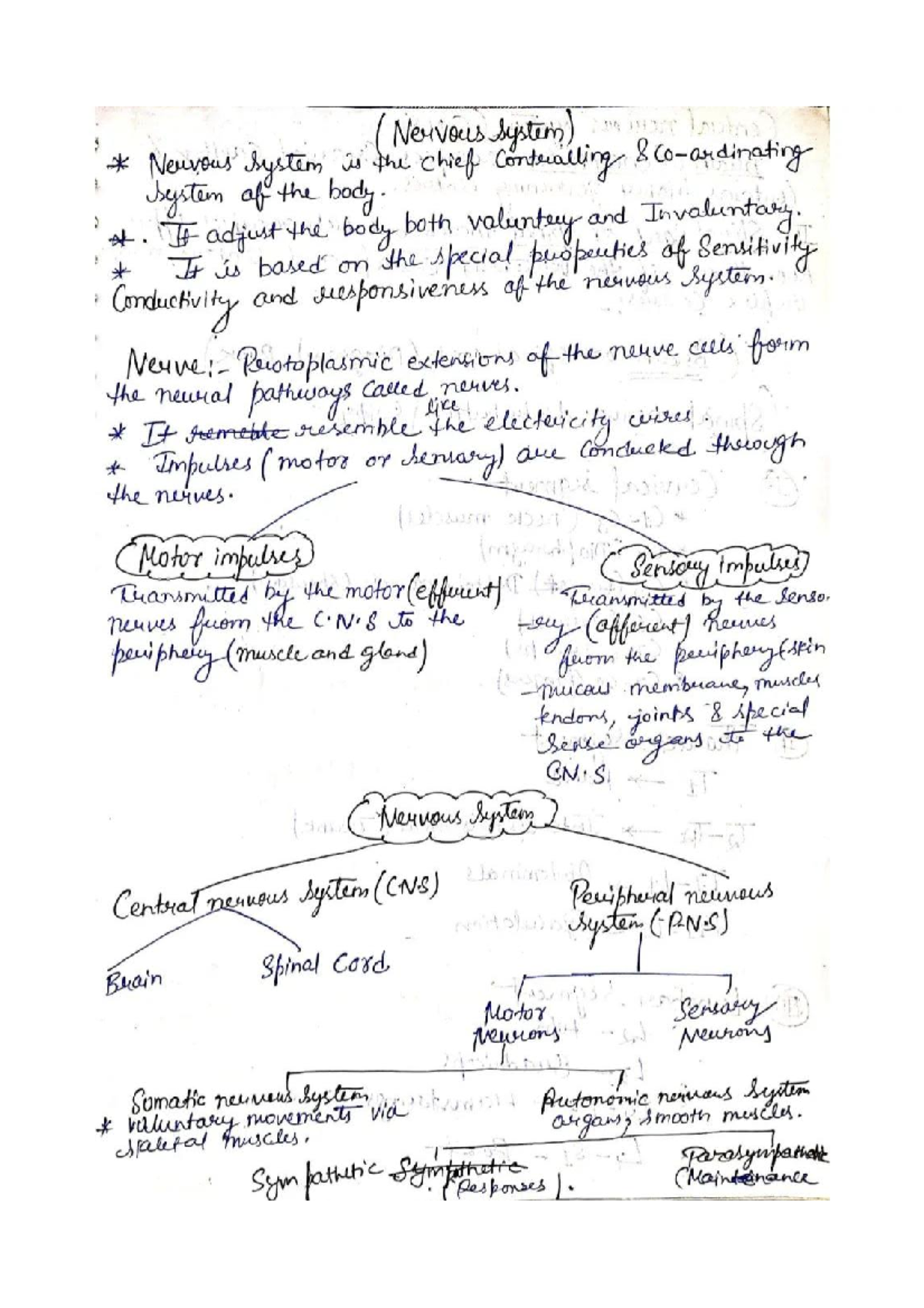 Nervous system Notes - Error handling - Studocu