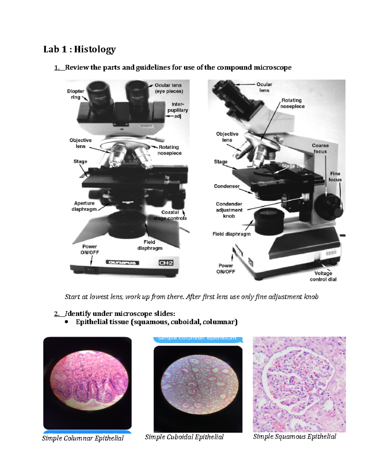 Lab 1 - Lab Notes - Lab 1 : Histology 1. Review the parts and ...