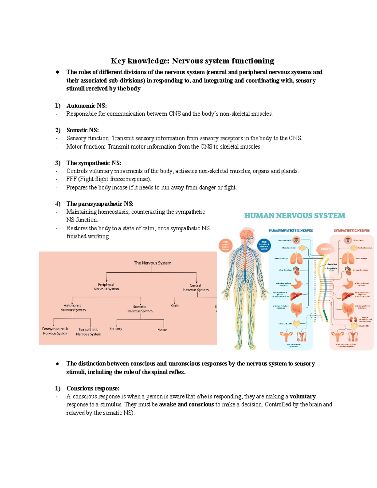 Exam nots for psychology units 3 and 4 - Key knowledge: Nervous system ...