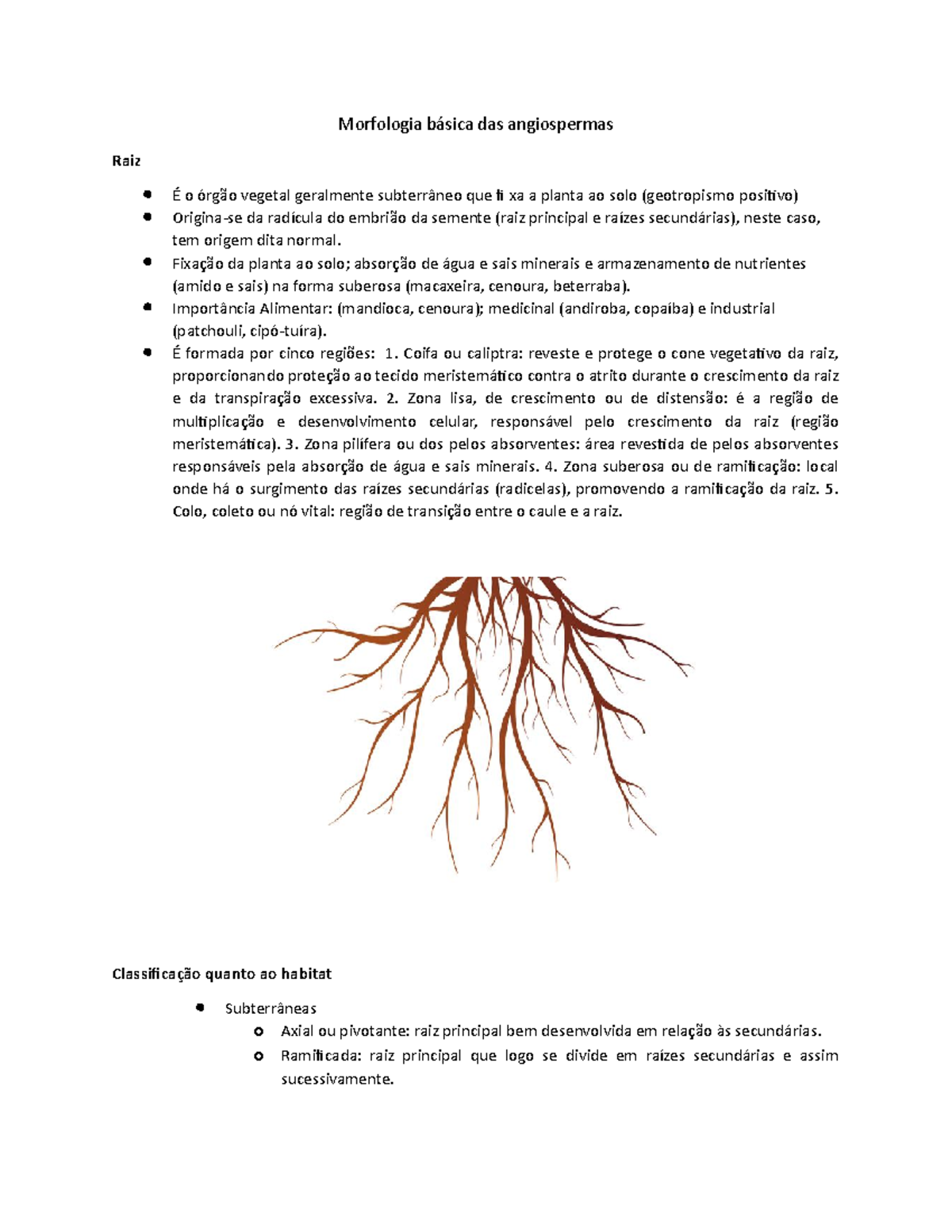 Morfologia básica das angiospermas - Raiz e caule - Morfologia básica ...