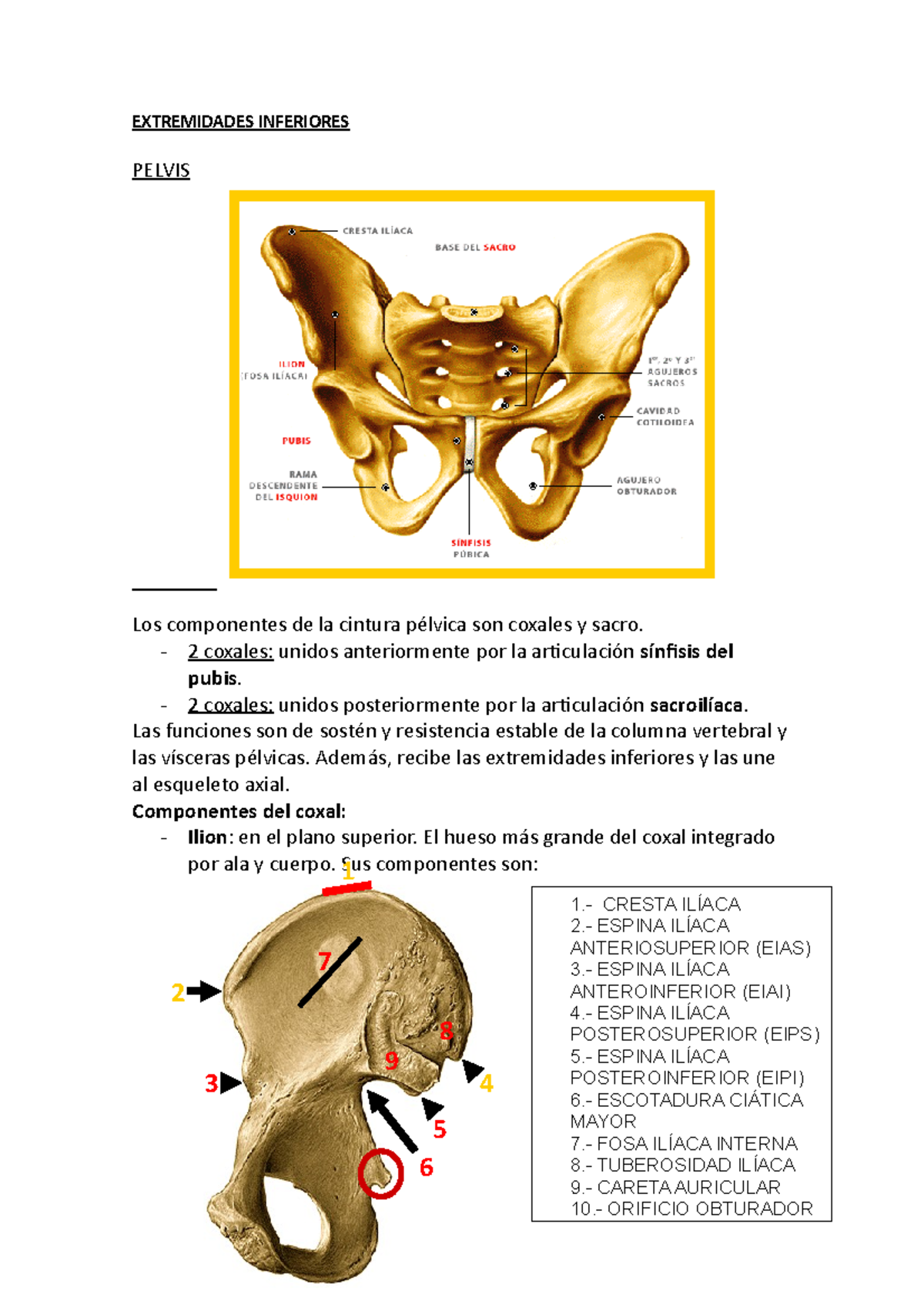 Extremidades Inferiores - EXTREMIDADES INFERIORES PELVIS Los ...