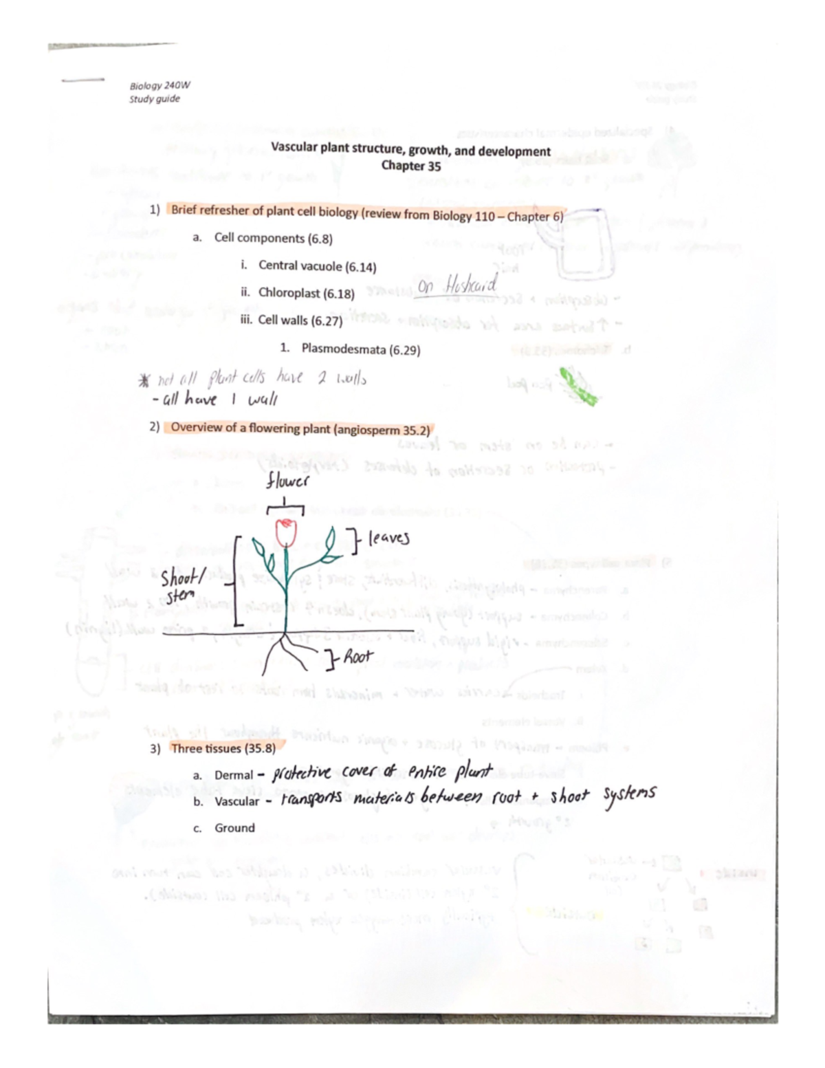 Vascualr Plant Structure, Growth, And Development (Ch. 35) - BIOL 240W ...