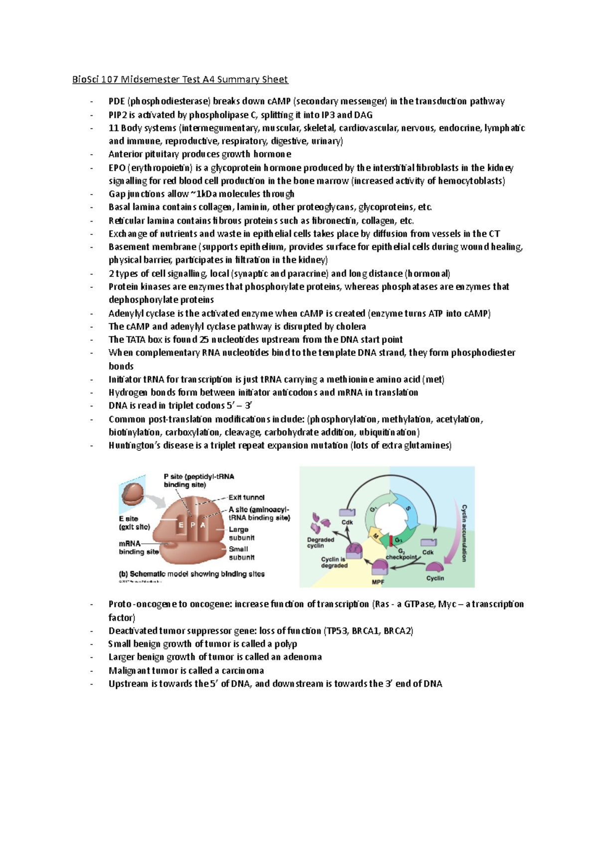 Bio Sci 107 Midsemester Test A4 Summary Sheet - Reticular lamina ...