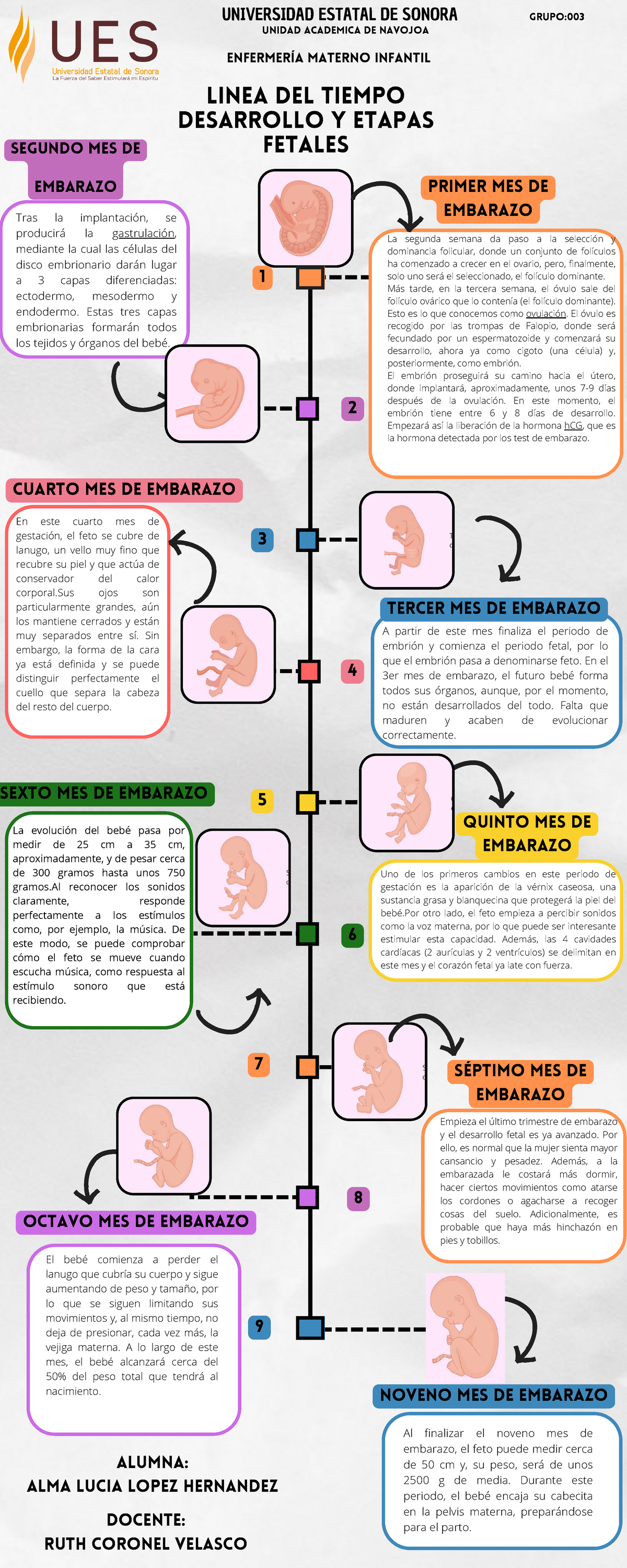 ACT7 EMI - Linea del tiempo sobre el Desarrollo y etapa fetales mes a ...