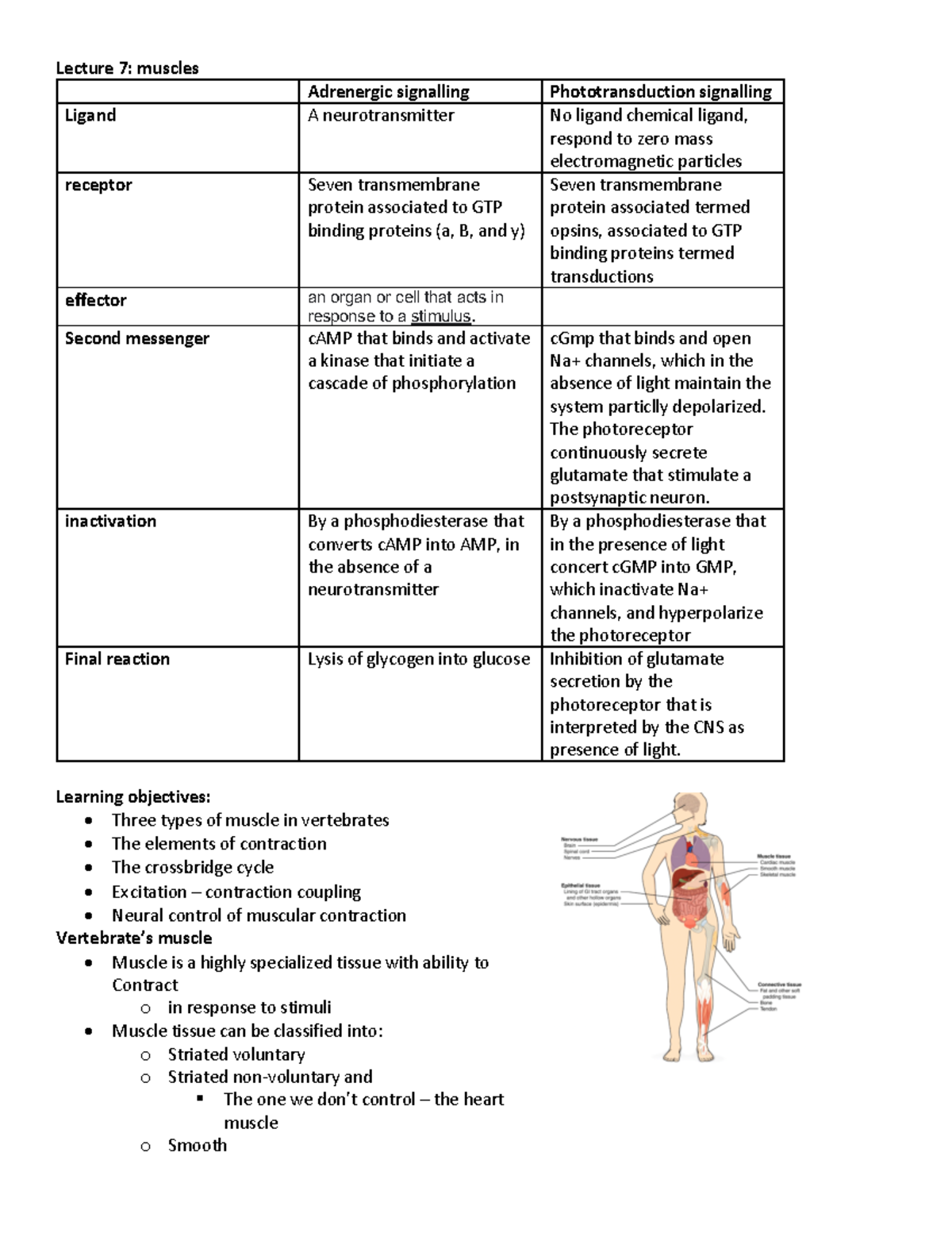 Animal body systems lecture 7 - Lecture 7: muscles Adrenergic ...