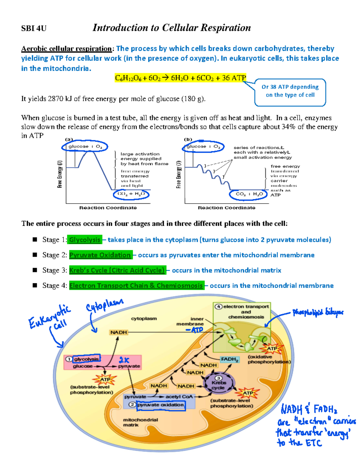 Final Cell Resp Lesson - Cell respiration, krebs cycle. - SBI 4U ...