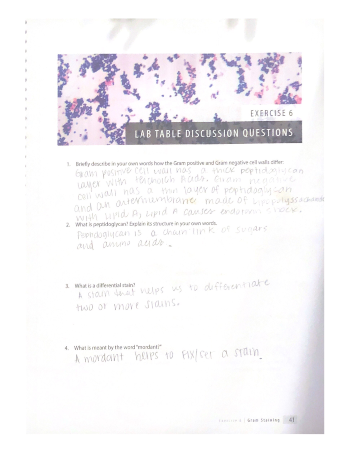Exercise 6 microbiology lab - EXERCISE 6 LAB TABLE DISCUSSION QUESTIONS ...