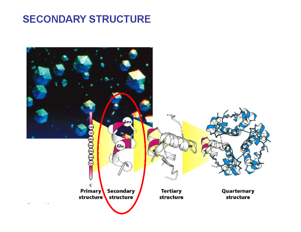 Biochem Lecture 4 Secondary Structure - SECONDARY STRUCTURE PRIMARY ...