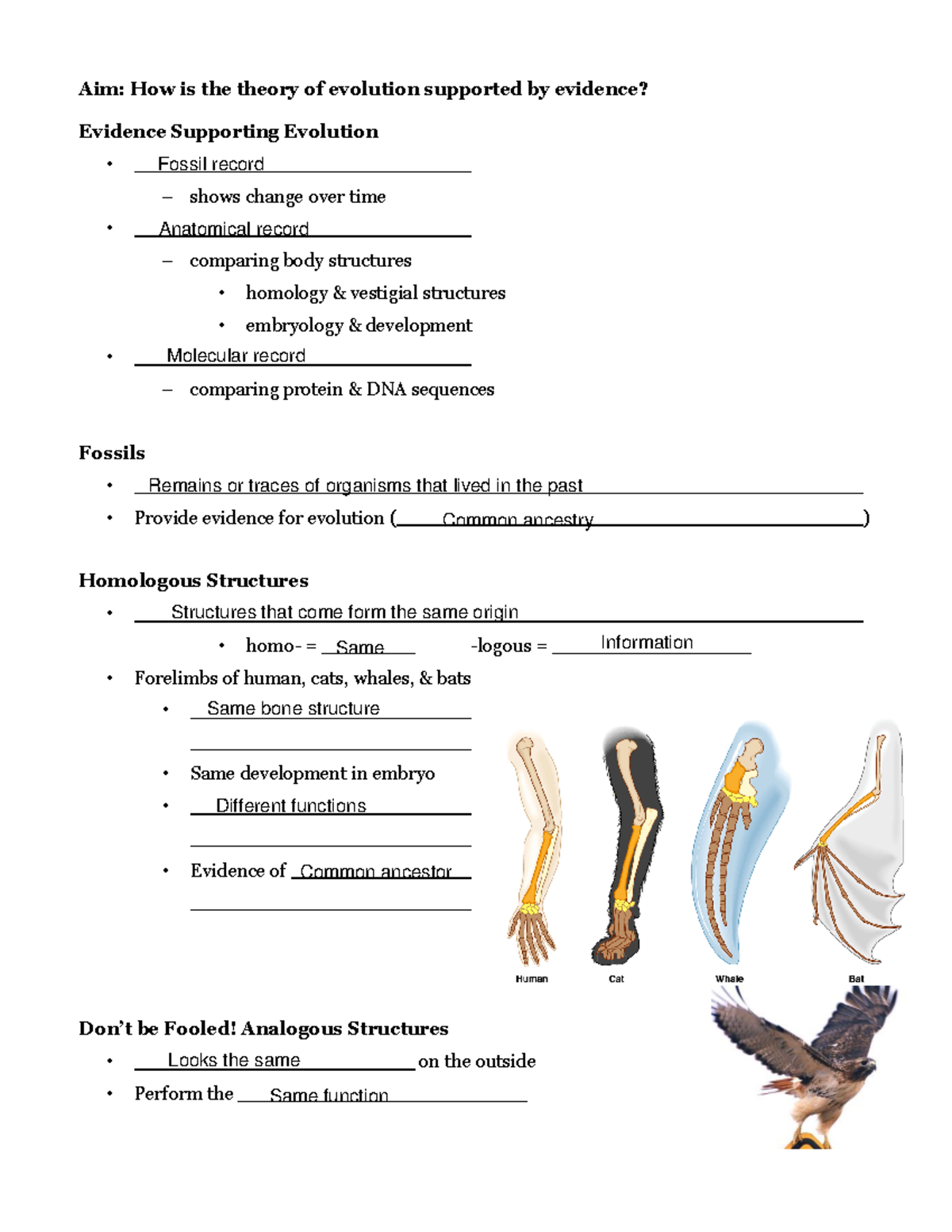 Evolution Part III - Aim: How is the theory of evolution supported by ...