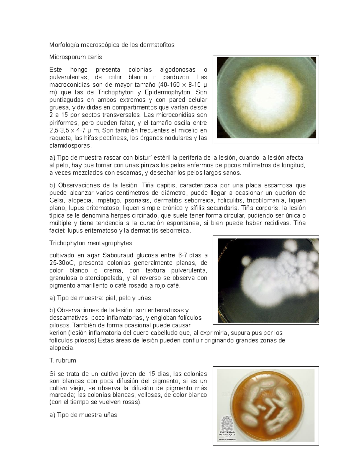 P6 - practica 6 - Morfología macroscópica de los dermatofitos ...