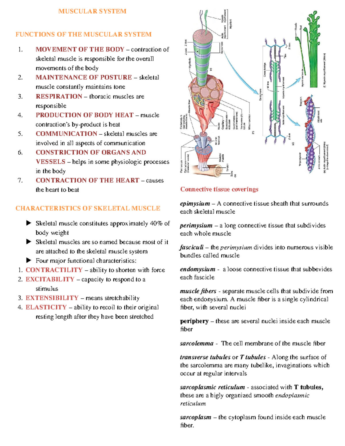 Muscular notes - MUSCULAR SYSTEM FUNCTIONS OF THE MUSCULAR SYSTEM ...
