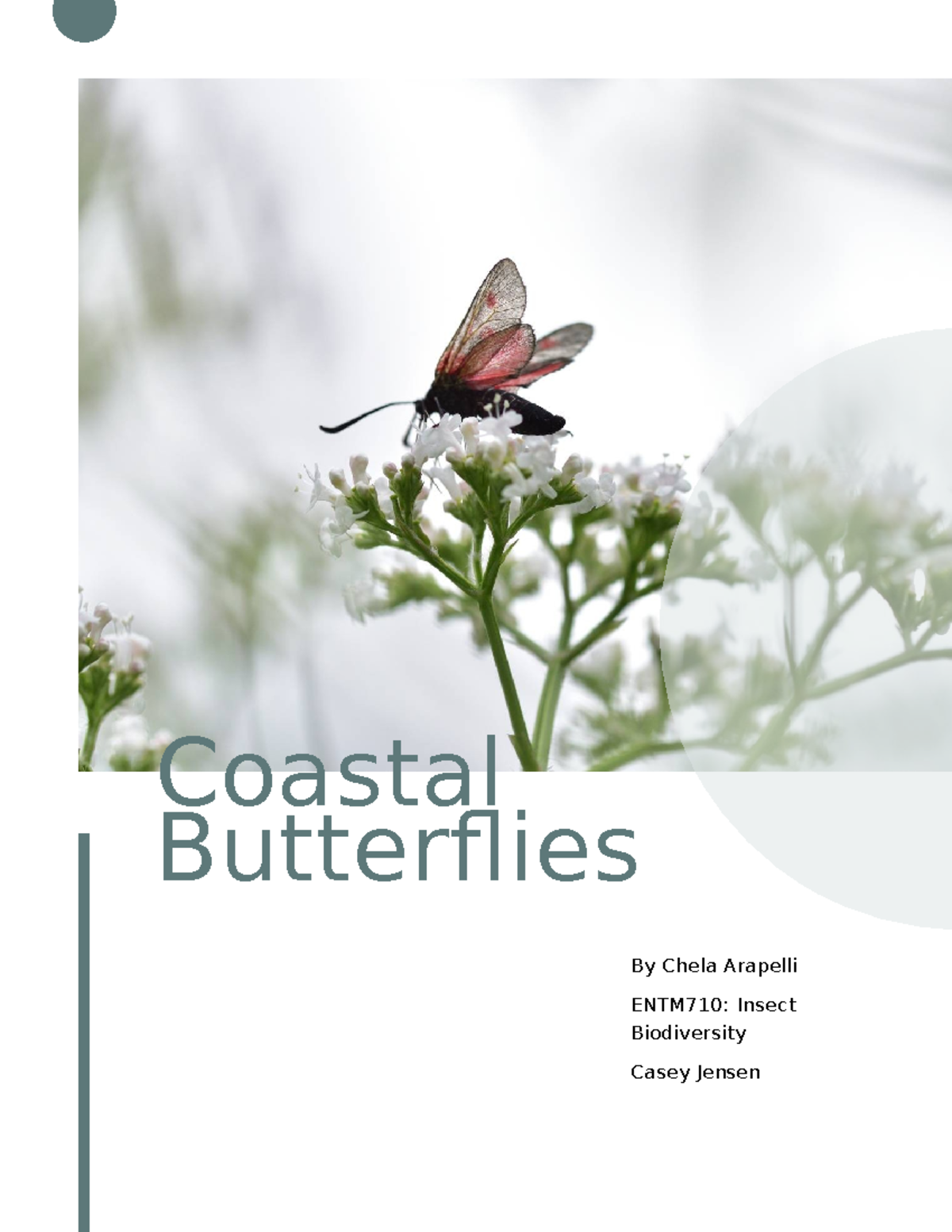 Coastal Butterflies - Coastal Butterflies By Chela Arapelli ENTM710 ...