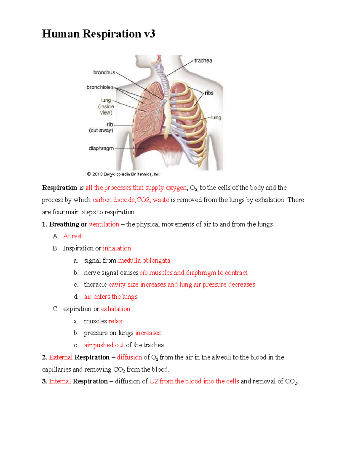 Copy of 03 Process of Respiration v3 ws - Human Respiration v ...