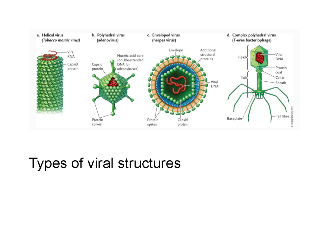 Virus Structures - a. Helical virus b. Polyhedral virus c. Enveloped ...