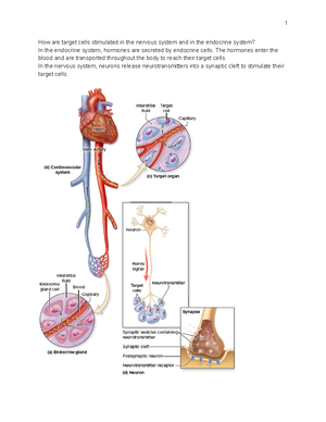Chapter 26 The Digestive System - Chapter 26: The Digestive System ...