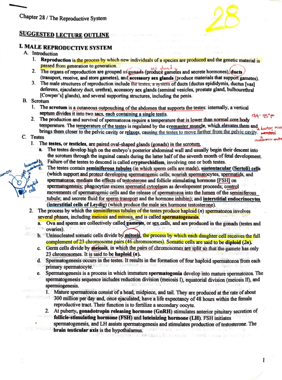 Chapter 28 - Reproductive System BIOL 2402 Professor Adams - Chapter 28 ...