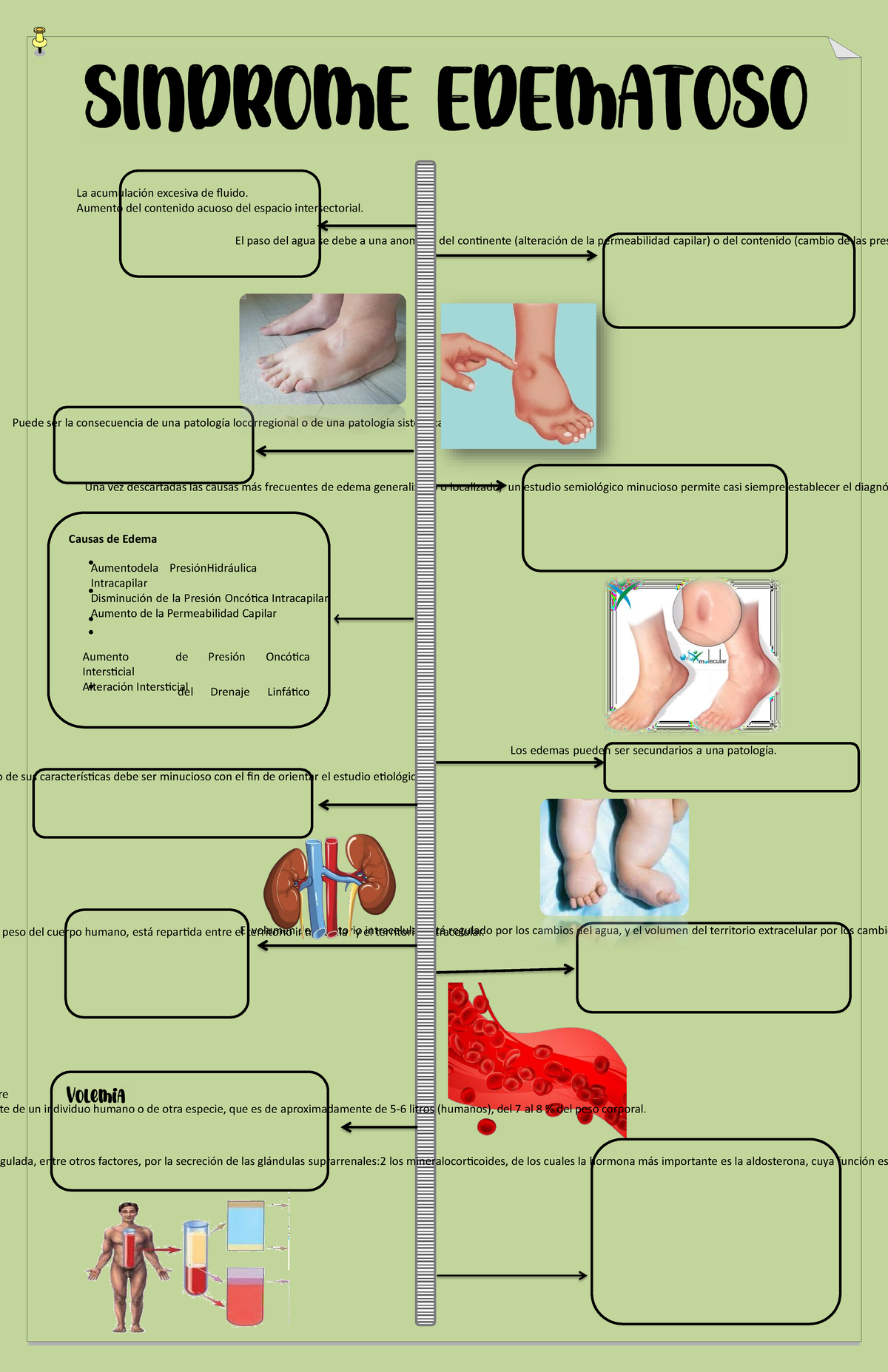 Sindrome edematoso (1) - La acumulación excesiva de fluido. Aumento del ...