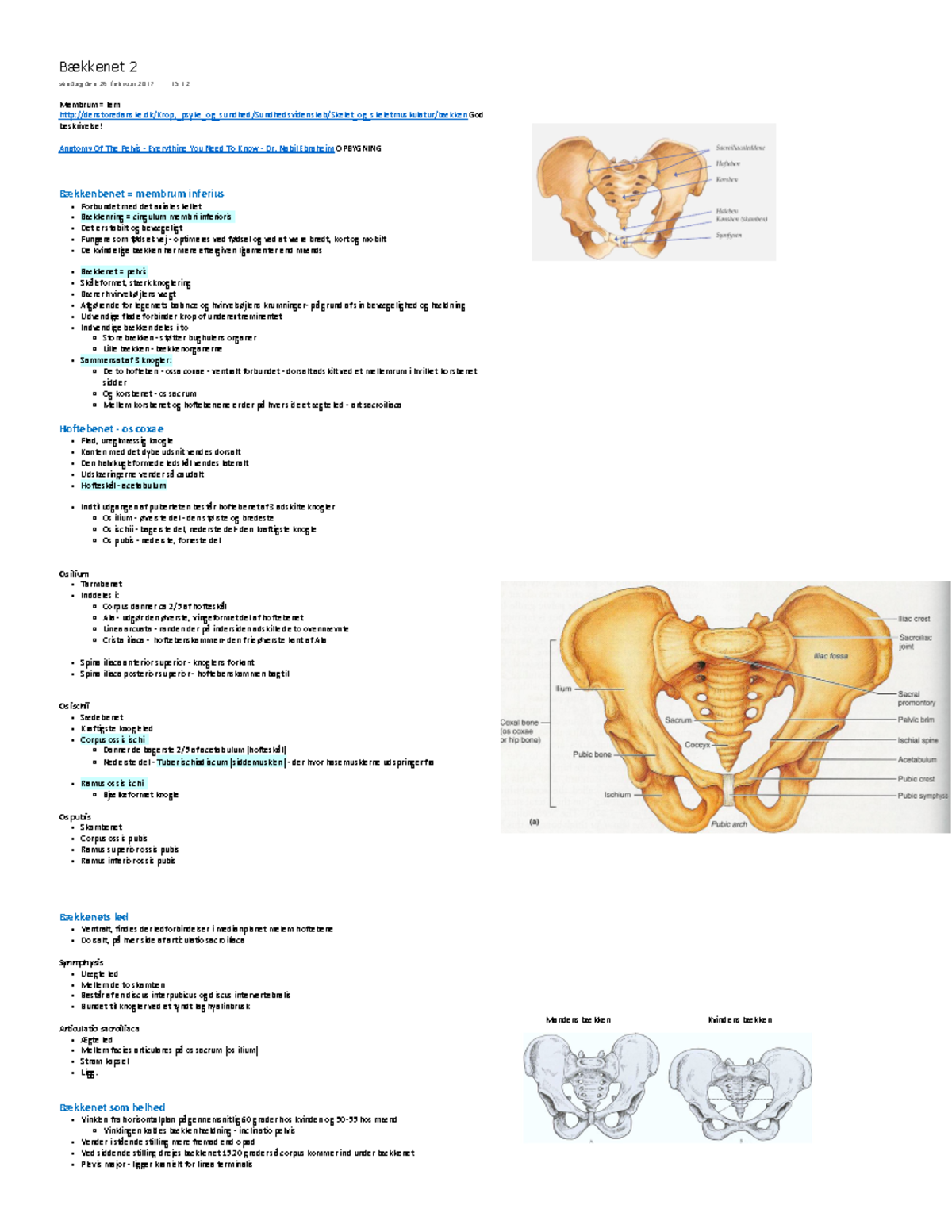 Anatomi - Pelvis, led og (muskler), nerver i hals, bug og ryg (noter ...