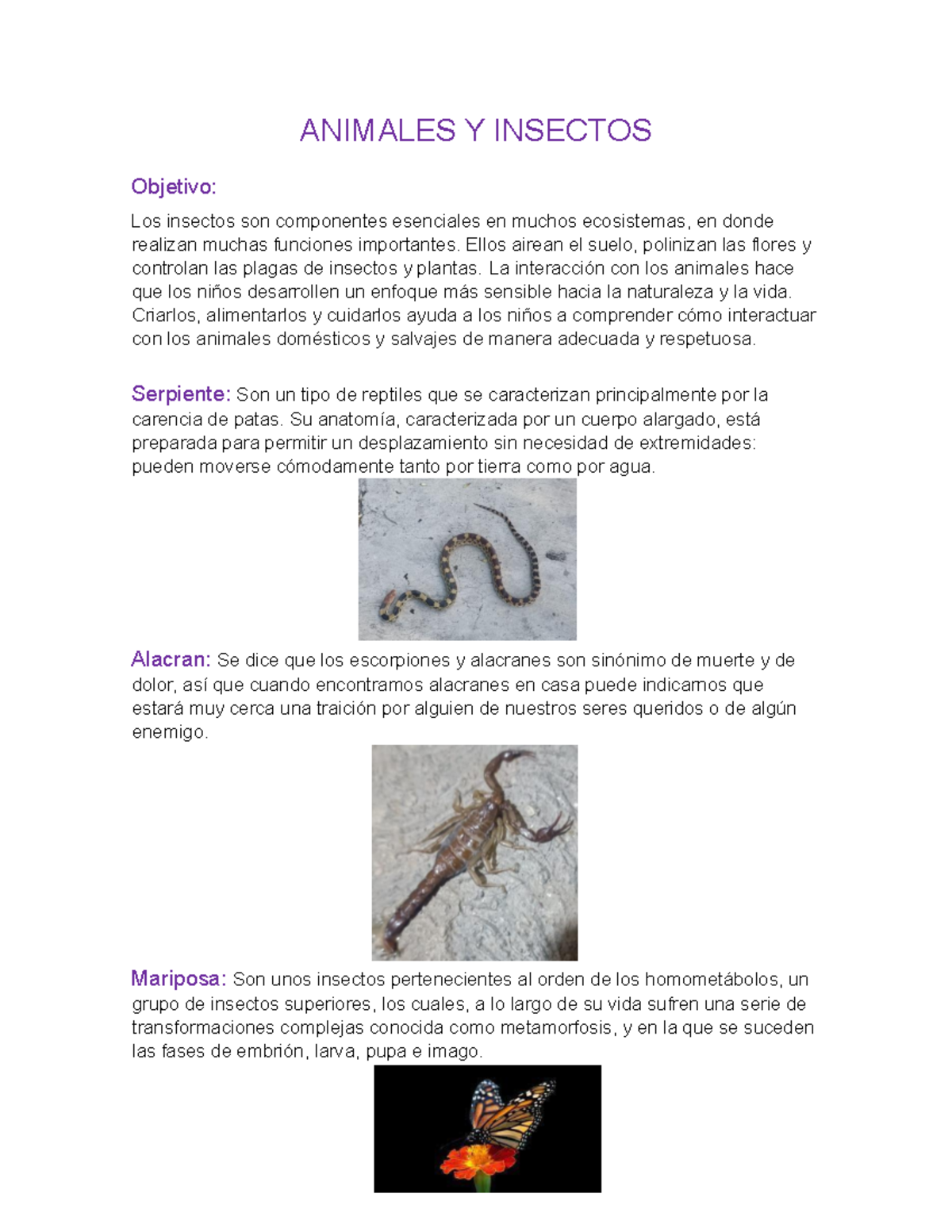 Animales Y Insectos - bef - ANIMALES Y INSECTOS Objetivo: Los insectos ...