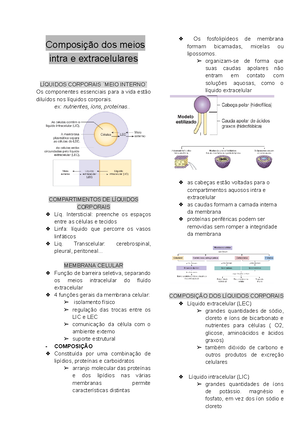 Mapa Mental Fisiologia da gesta Ã§Ã£o - OBSTETRÍCIA | 23 FISIOLOGIA DA ...