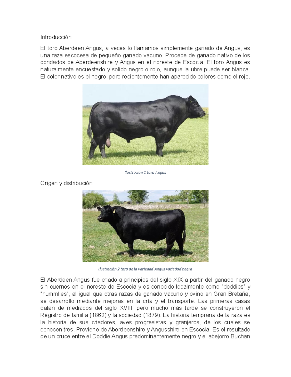Morfotipos del toro Angus - Introducción El toro Aberdeen Angus, a ...