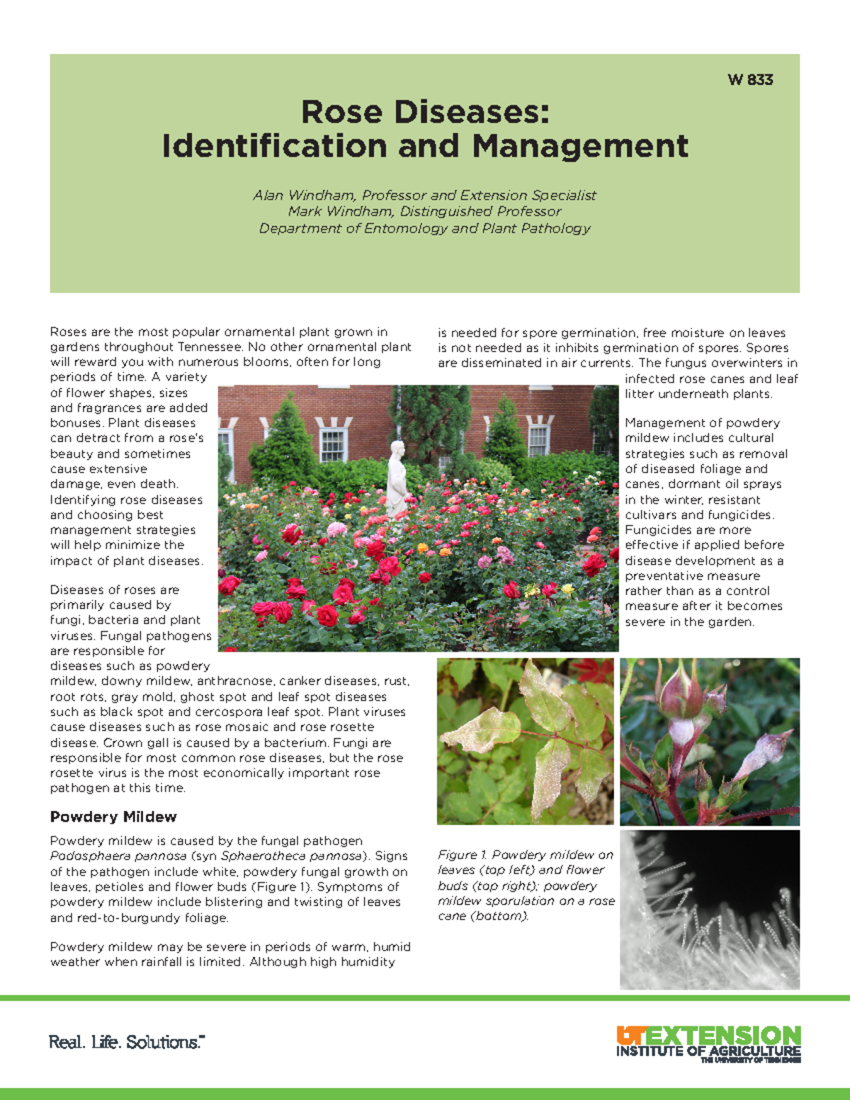 UT Extension Rose diseases Identification and management W833 - Rose ...