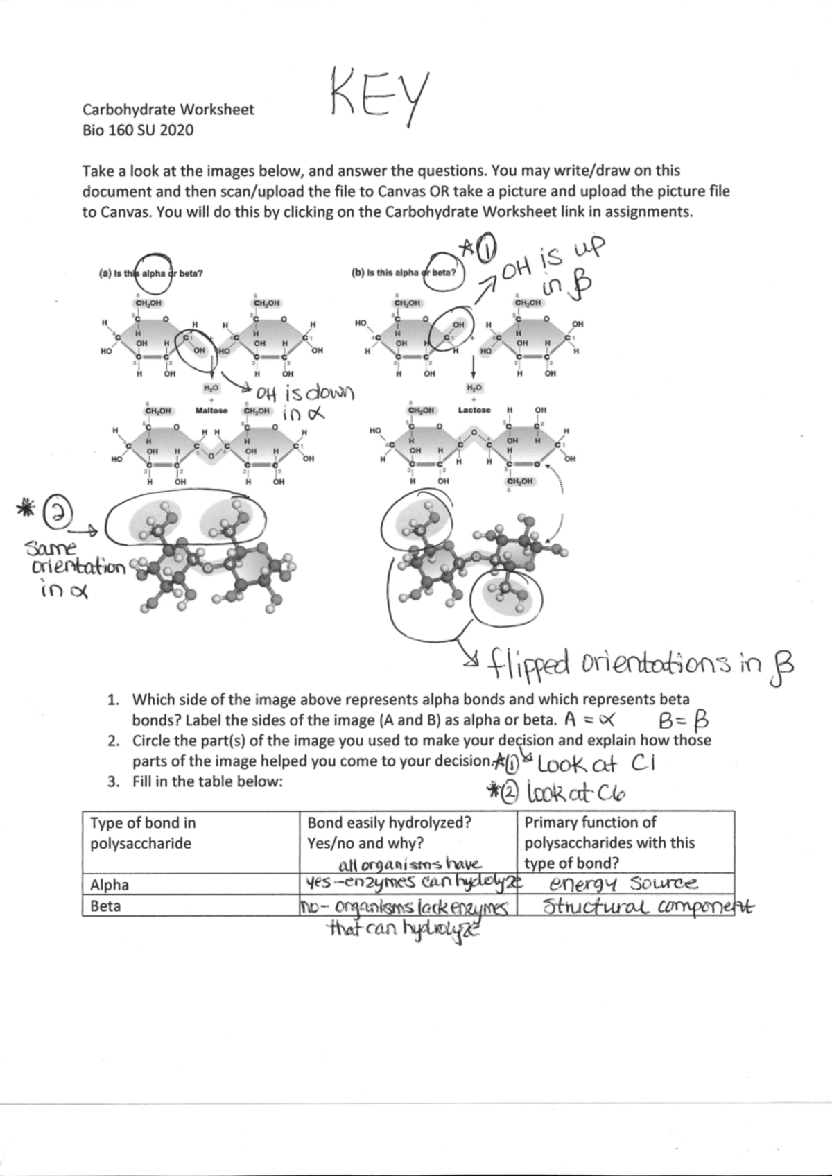 Carbohydrates Structure KEY - Carbohydrate Worksheet KEY Bio 160 SU ...
