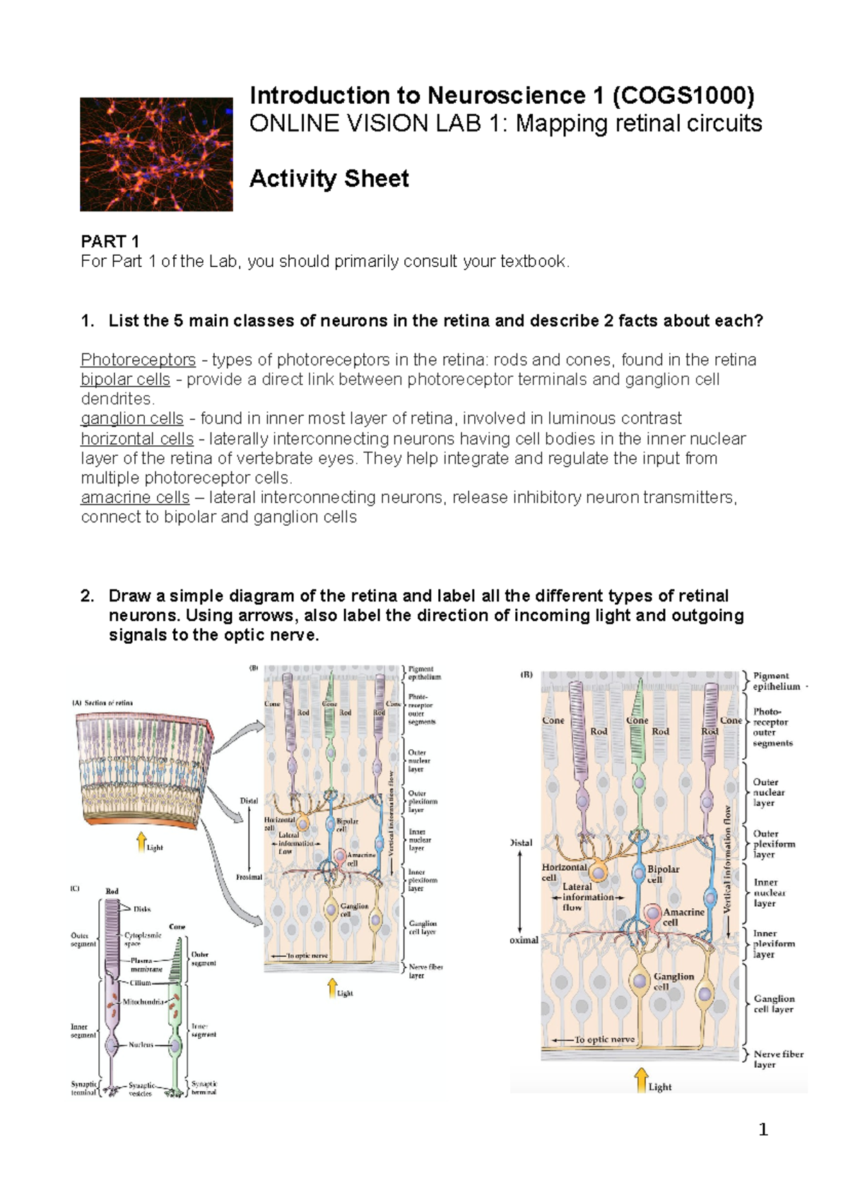Retinal circuits lab sheet week 6 - Introduction to Neuroscience 1 ...