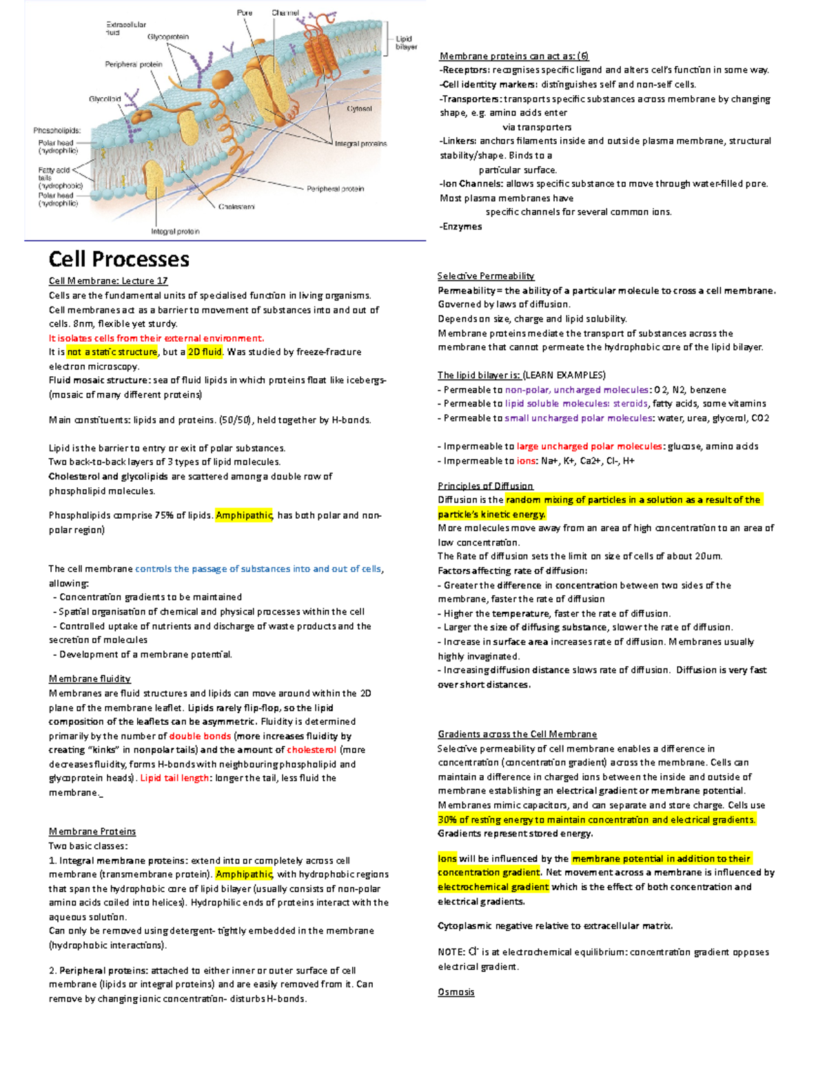 CM - Cell Processes Cell Membrane from Lecture 17 - Cell Processes Cell ...