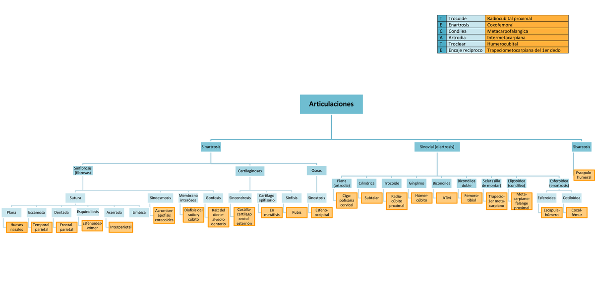 clasificación de articulaciones, y ejemplos - Articulaciones ...