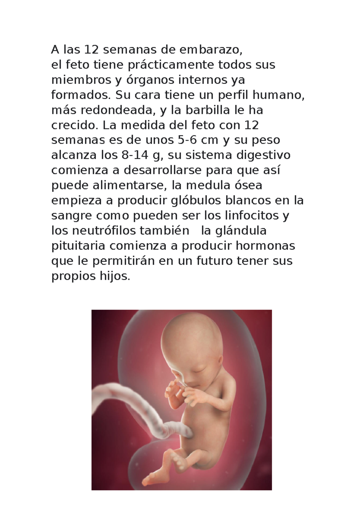 Feto de 12 semanas - xdxdwadxaw - A las 12 semanas de embarazo, el feto ...