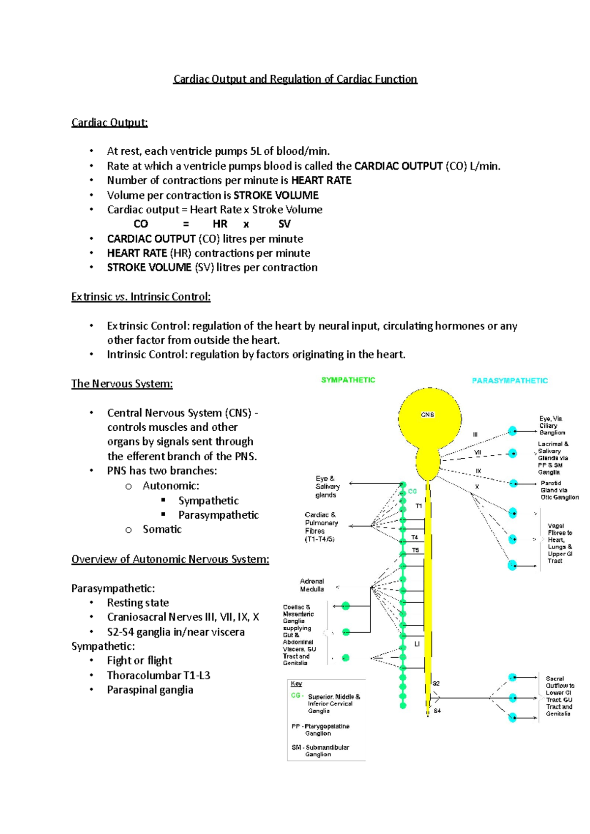 Cardiac Output and Regulation of Cardiac Function - Rate at which a ...