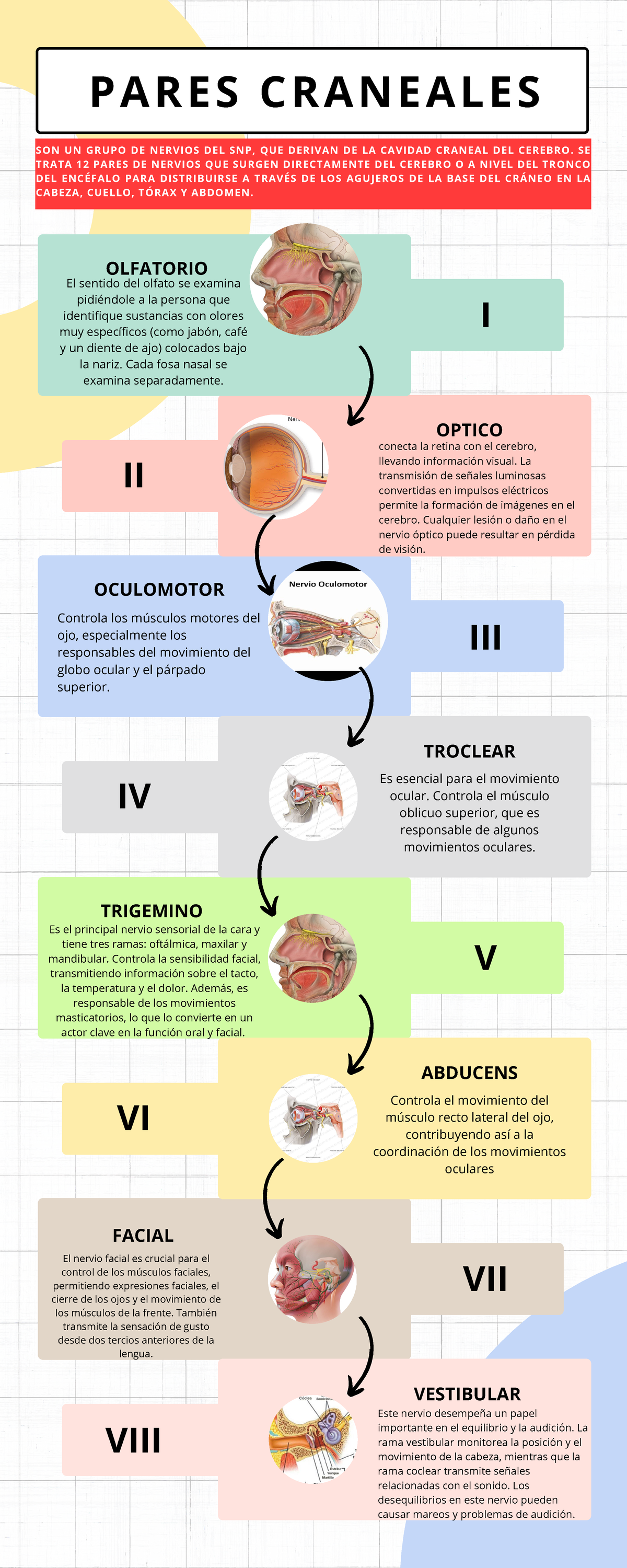 GEML-PC - Si jaja - OLFATORIO El sentido del olfato se examina ...