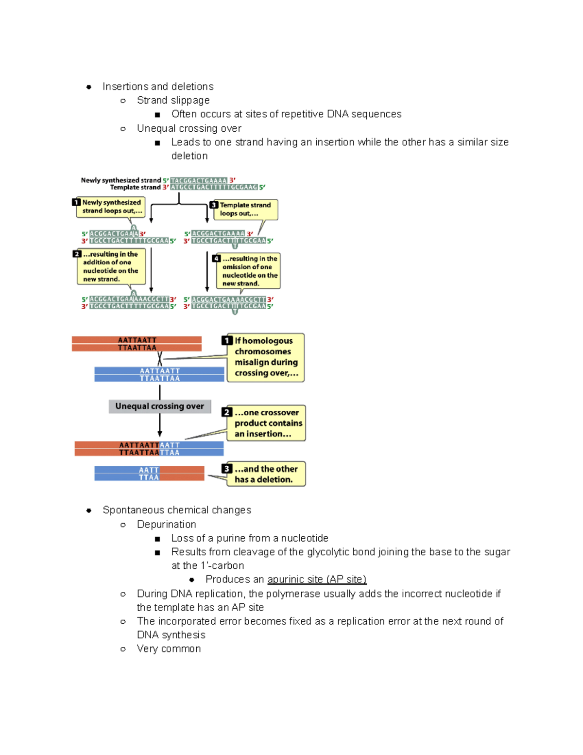 Genetics Chapter 18 Notes Part 7 - Insertions and deletions Strand ...