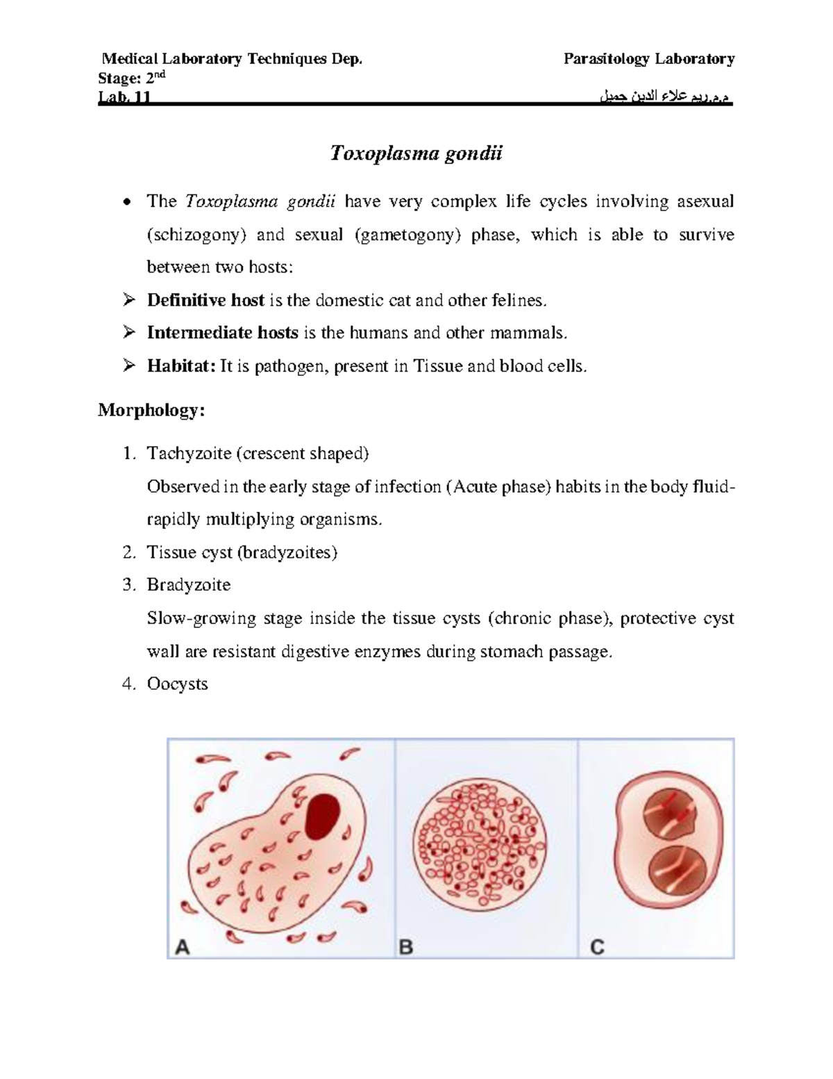 Toxoplasma gondii - l parasitology - Stage: 2nd Lab. 11 م.م.ريم علاء ...