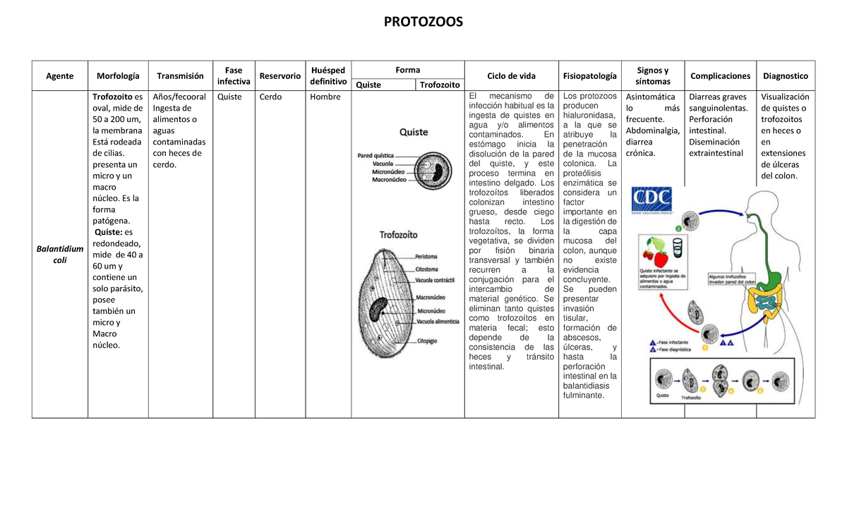 Cuadro protozoos - Warning: TT: undefined function: 32 Warning: TT: undefined function: 32 ...