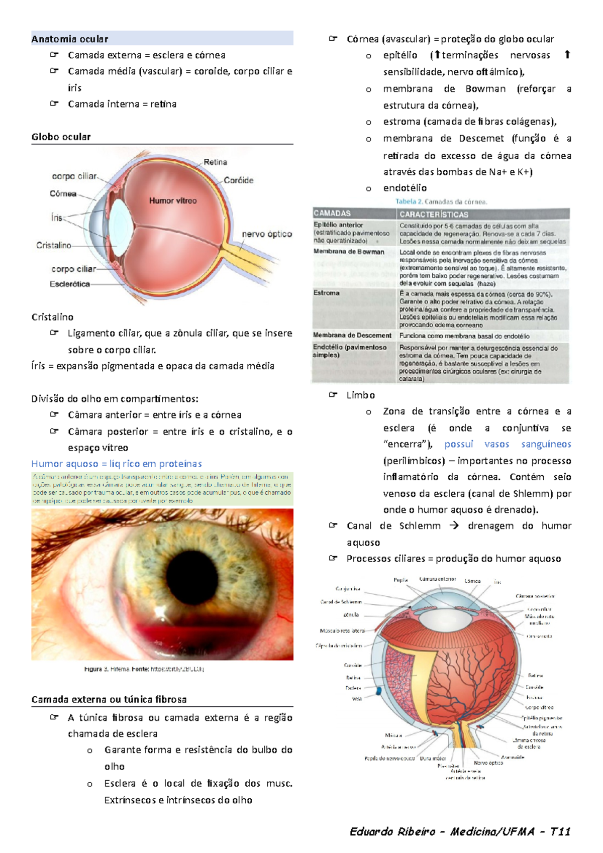 Oftalmo - Anatomia ocular - Anatomia ocular ☞ Camada externa = esclera e córnea ☞ Camada média ...