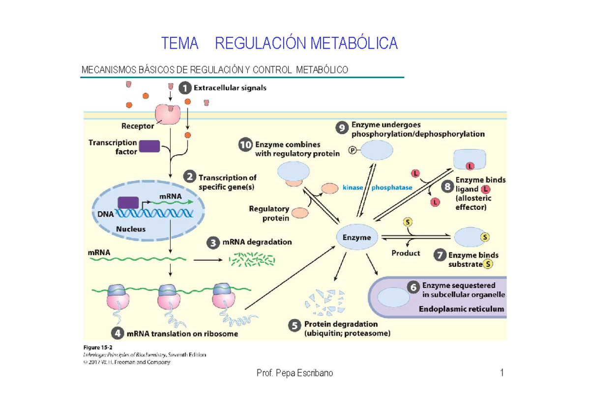 Tema R Metabolica 21-22 Alumnos - MECANISMOS BÁSICOS DE REGULACIÓN Y ...