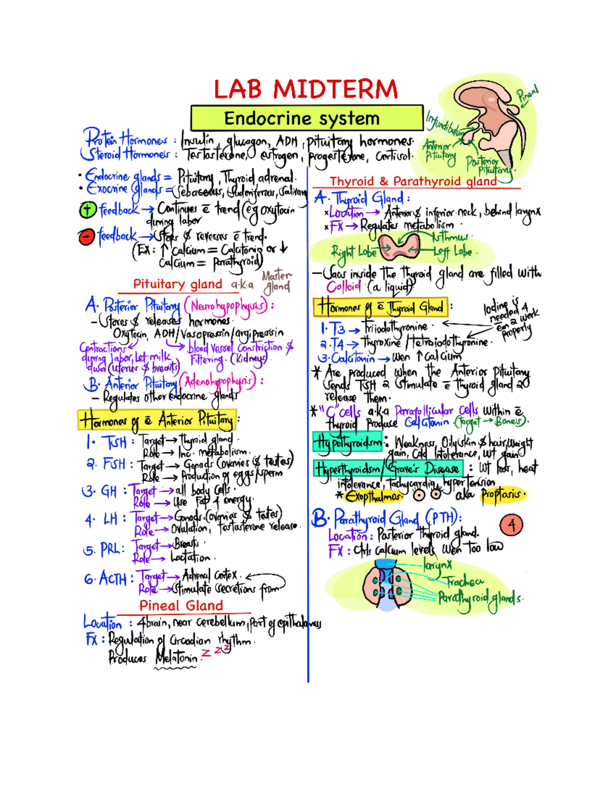 A&P II Endocrine System - BIOL 67A - Studocu