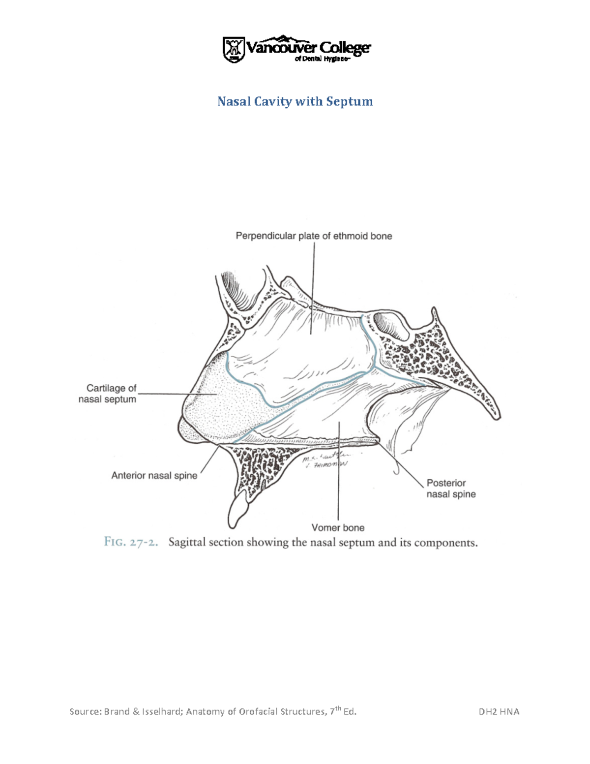 Sagittal nasal cavity with septum - labelled - BIOL 1160 - Source ...