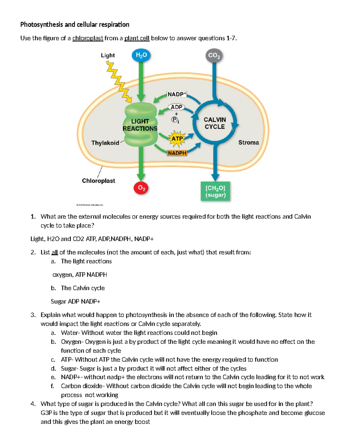 Photosynthesis and cellular respiration guided inquiry (1 ...