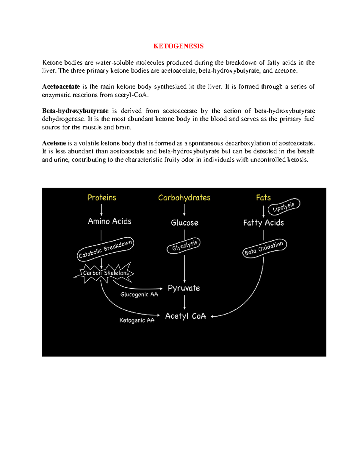 Lecture 9 A Ketogenesis AND Ketolysis - KETOGENESIS Ketone bodies are ...