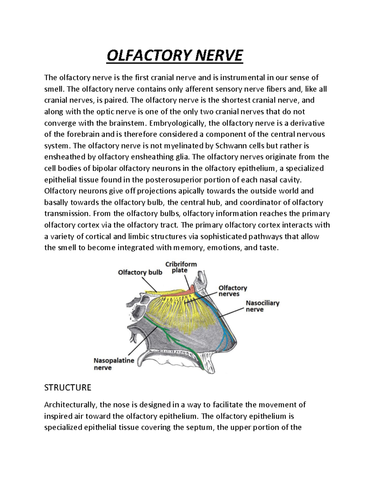 Olfactory Nerve - OLFACTORY NERVE The olfactory nerve is the first ...