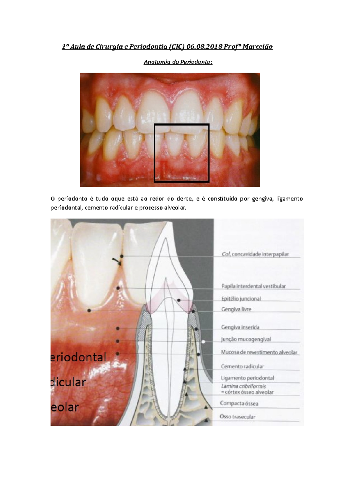 1º Aula de Cirurgia e Periodontia - 08 Profº Marcelão Anatomia do ...
