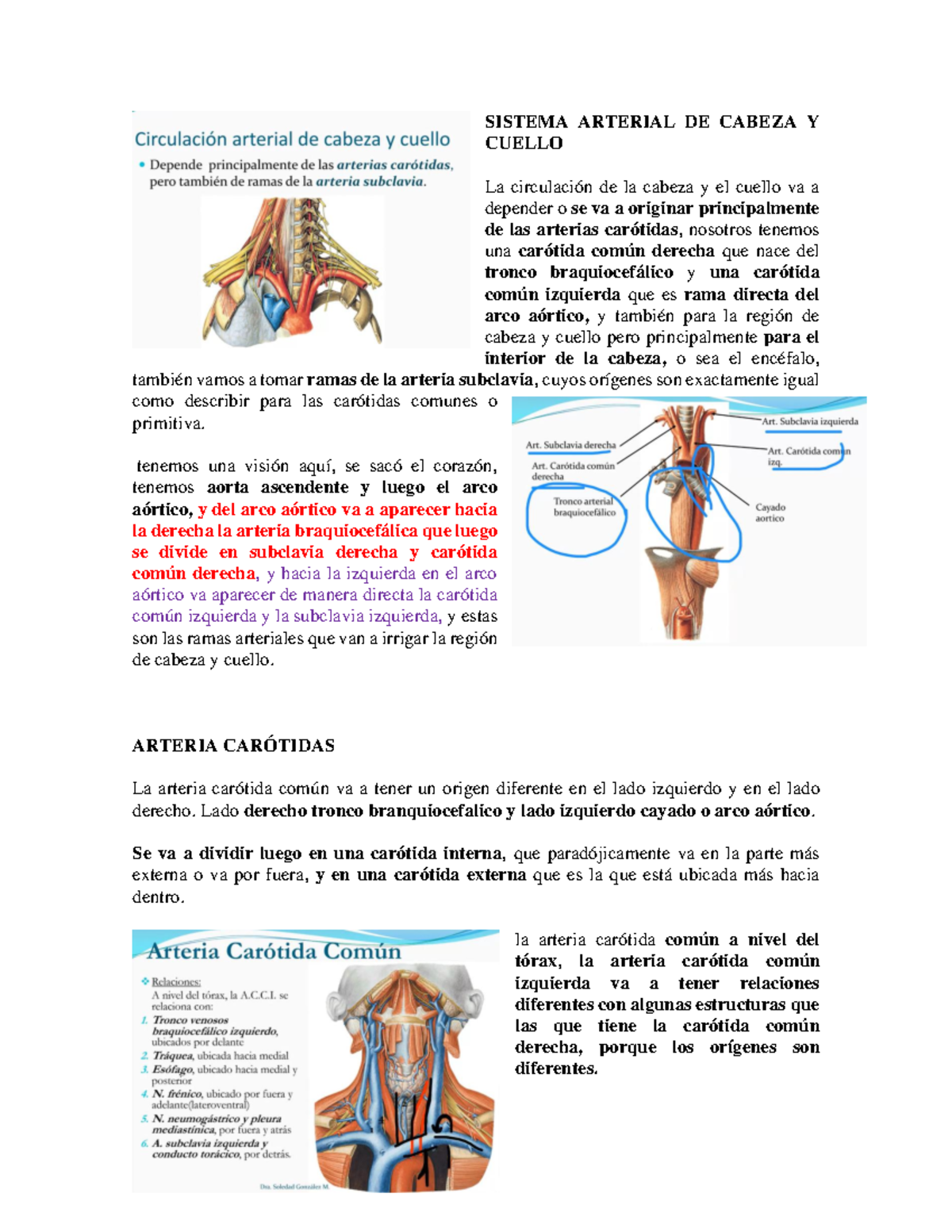 Sistema Arterial Cabeza Y Cuello - SISTEMA ARTERIAL DE CABEZA Y CUELLO ...
