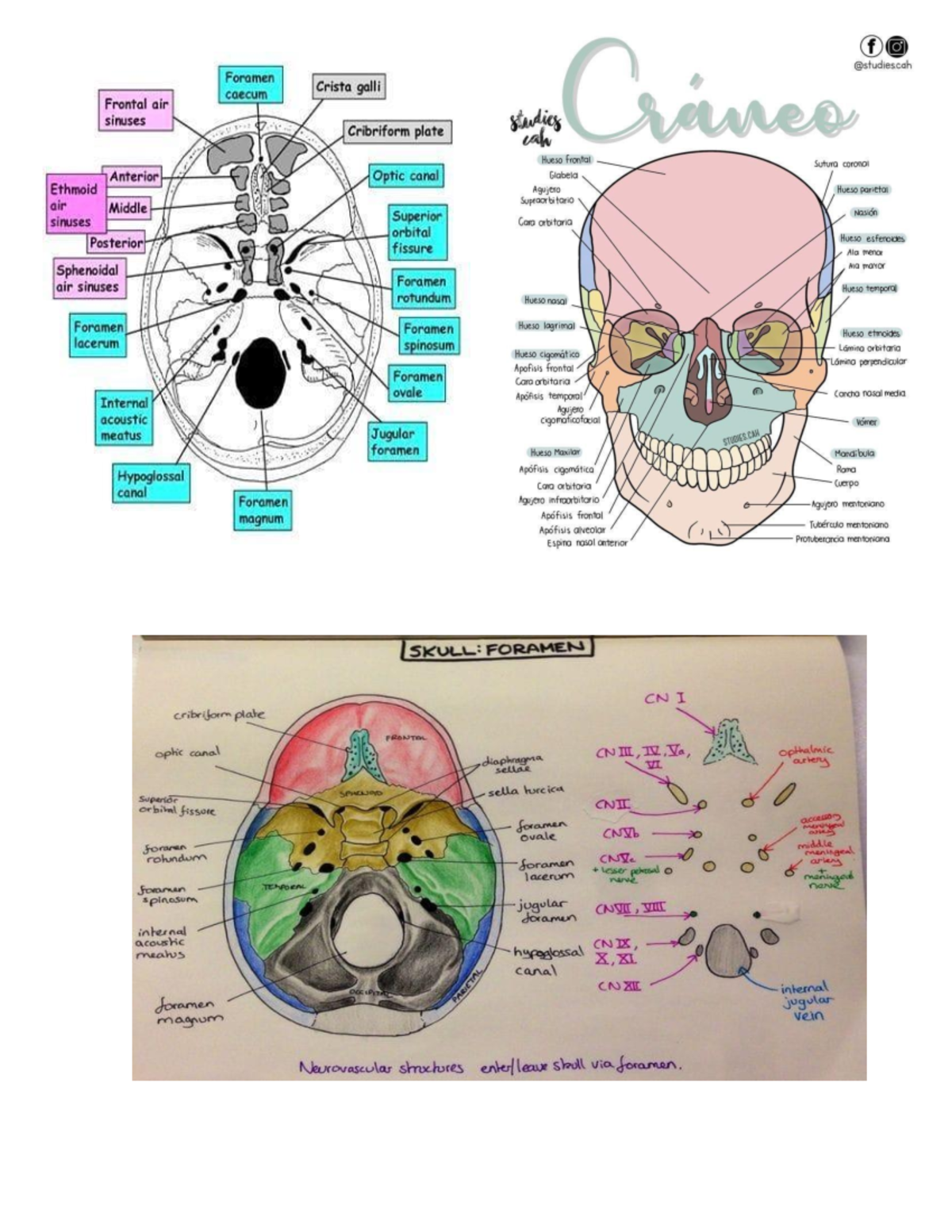 Craneo 2 Neuroanatomia Studocu