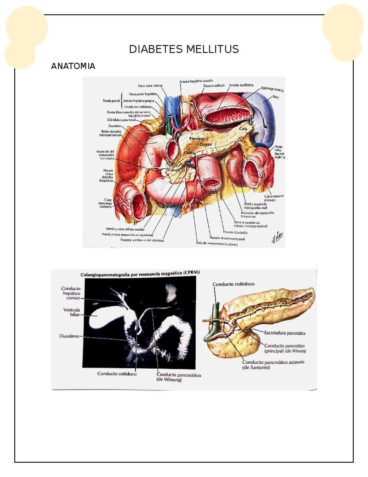 Diabetes Mellitus Exposición MED Familiar - DIABETES MELLITUS ANATOMIA ...